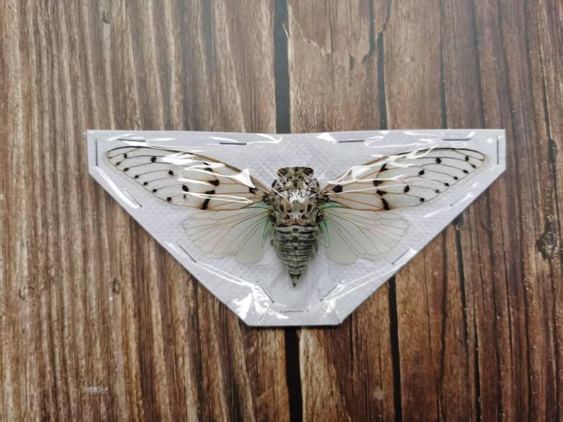 Real Ghost Cicada – Ayuthia Spectabilis – Authentic A1 Quality, Spread ...