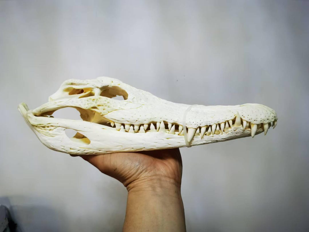 Alligator Skull Decor – 30–35cm Natural Bone Display for Education ...