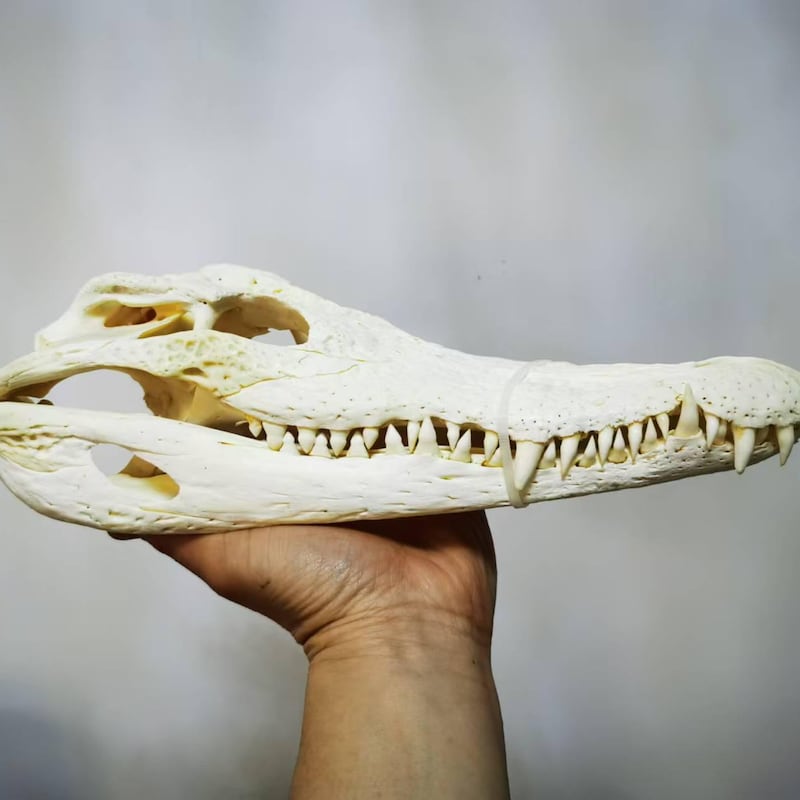 Animal Bones Real Bat Skull - Etsy