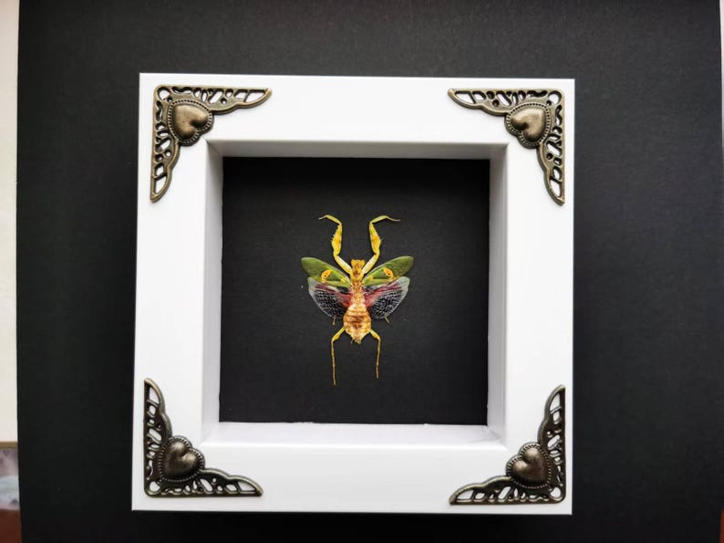 Framed Jeweled Flower Mantis | Preserved Insect Taxidermy | Gothic ...