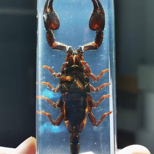 Real Scorpion in Resin | Unique Desk Decor | Nature-inspired ...