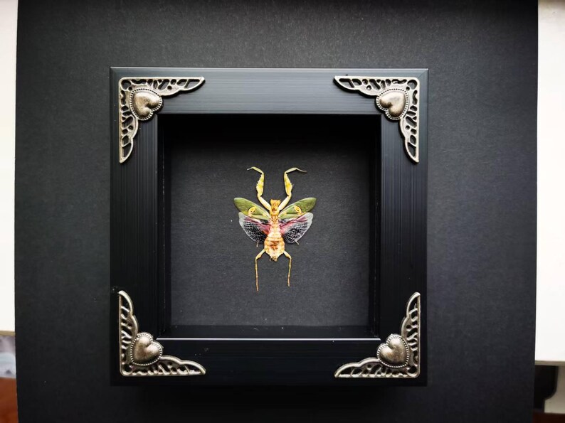 Framed Jeweled Flower Mantis | Preserved Insect Taxidermy | Gothic ...