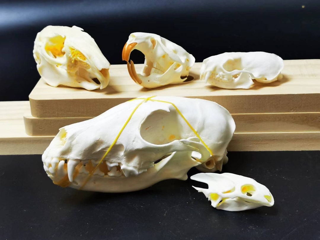 Renards roux, visons, lapins, rats musqués, tortues terrestres ...