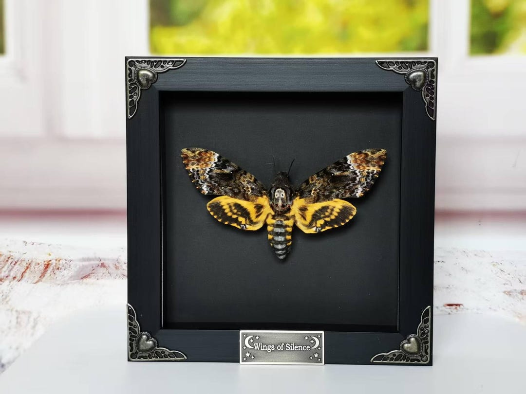 Framed Death's-head Hawkmoth Specimen - Unique Gothic Insect Art, 7x7 ...