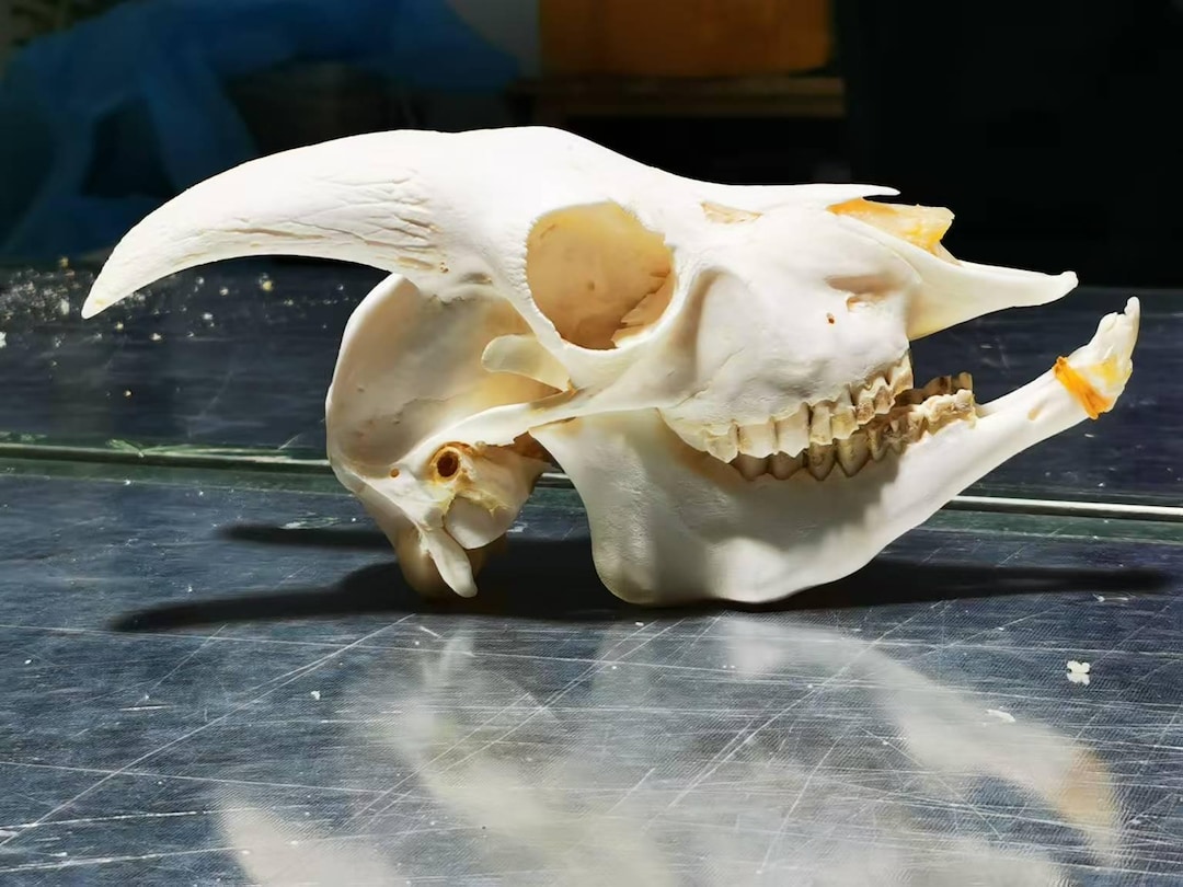 Ethical Goat Skull - Bleached & Sanitized, Unique Natural Décor for ...