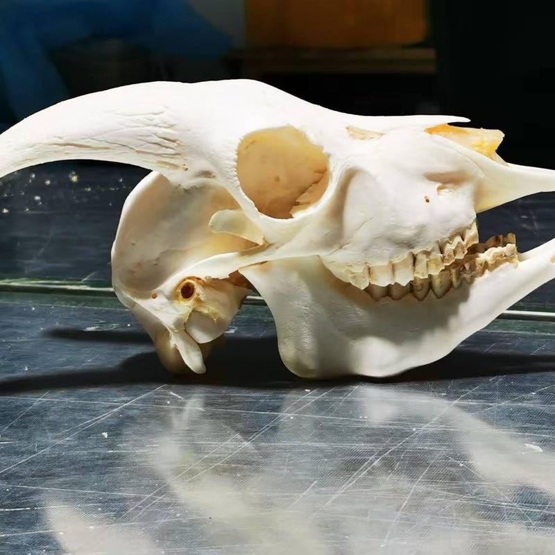 Real Animal Skull Horse - Etsy