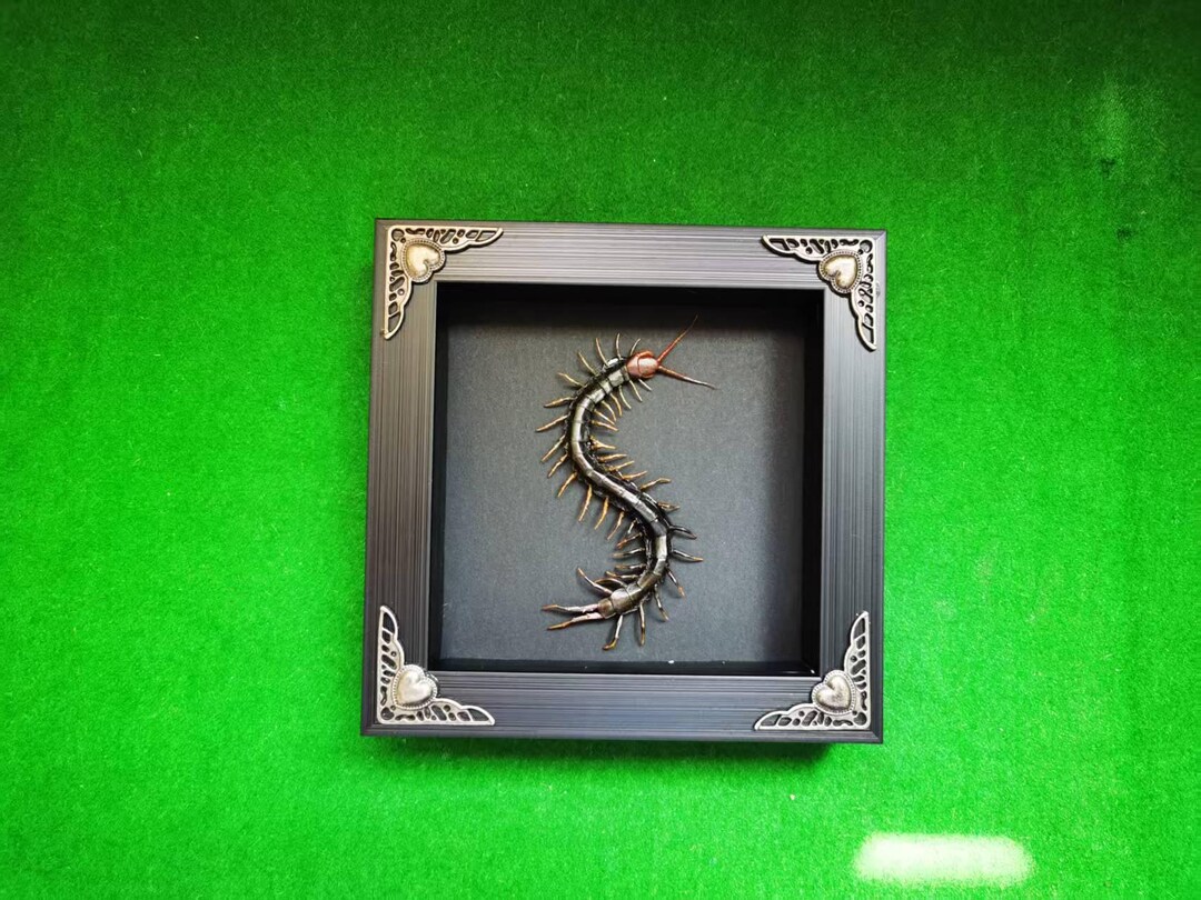 Gothic Centipede Specimen in 6.1x6.1 Inch Frame – Unique Taxidermy ...