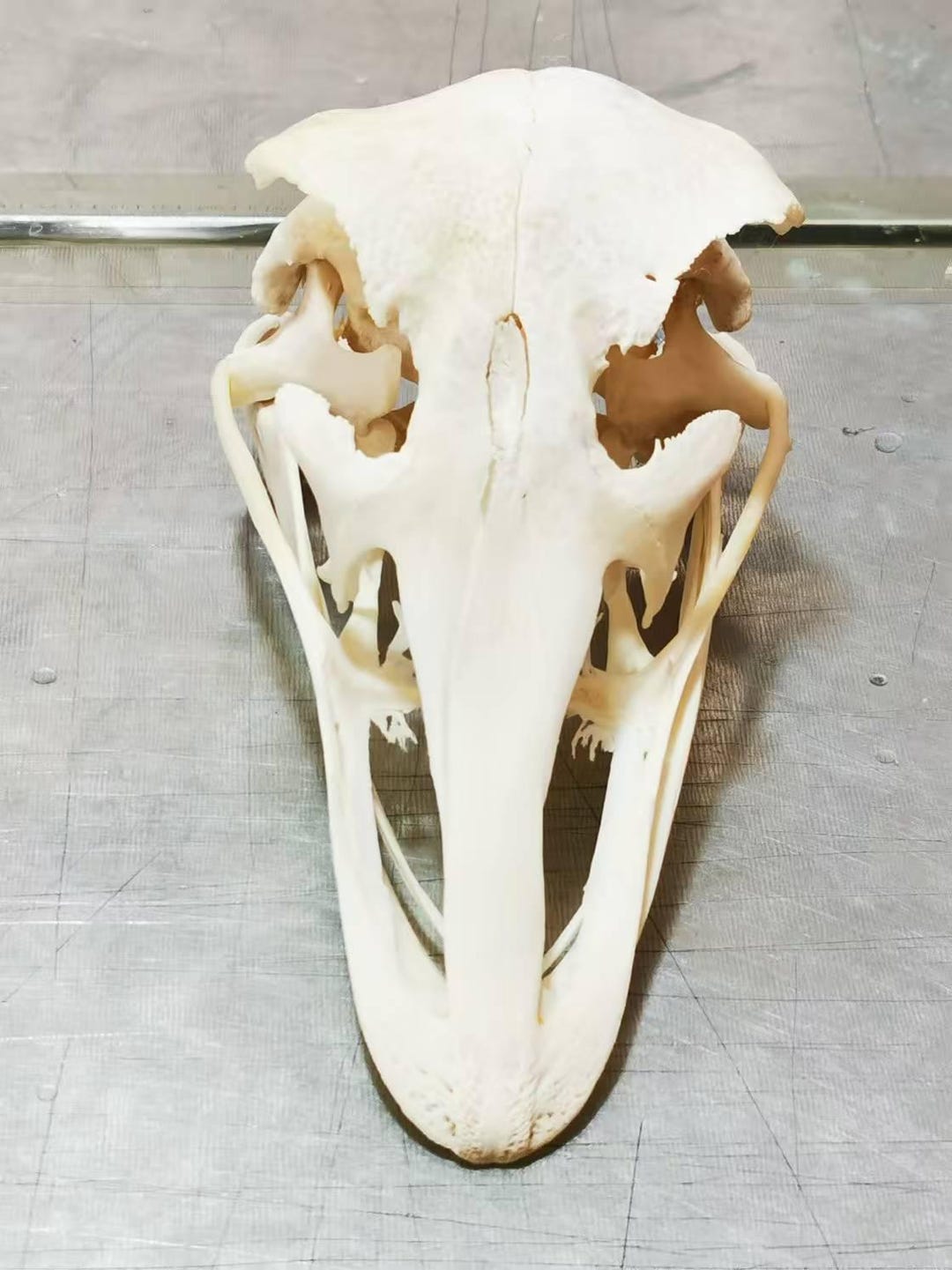 Rare Ostrich Skull | Ethically Sourced Bird Bone Specimen | Natural ...