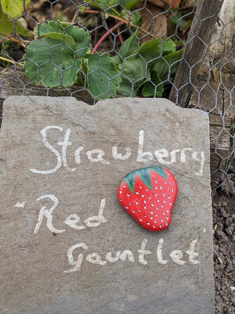 Hand Painted Strawberry Stone Painted Stones Pocket Pebble Kitchen ...