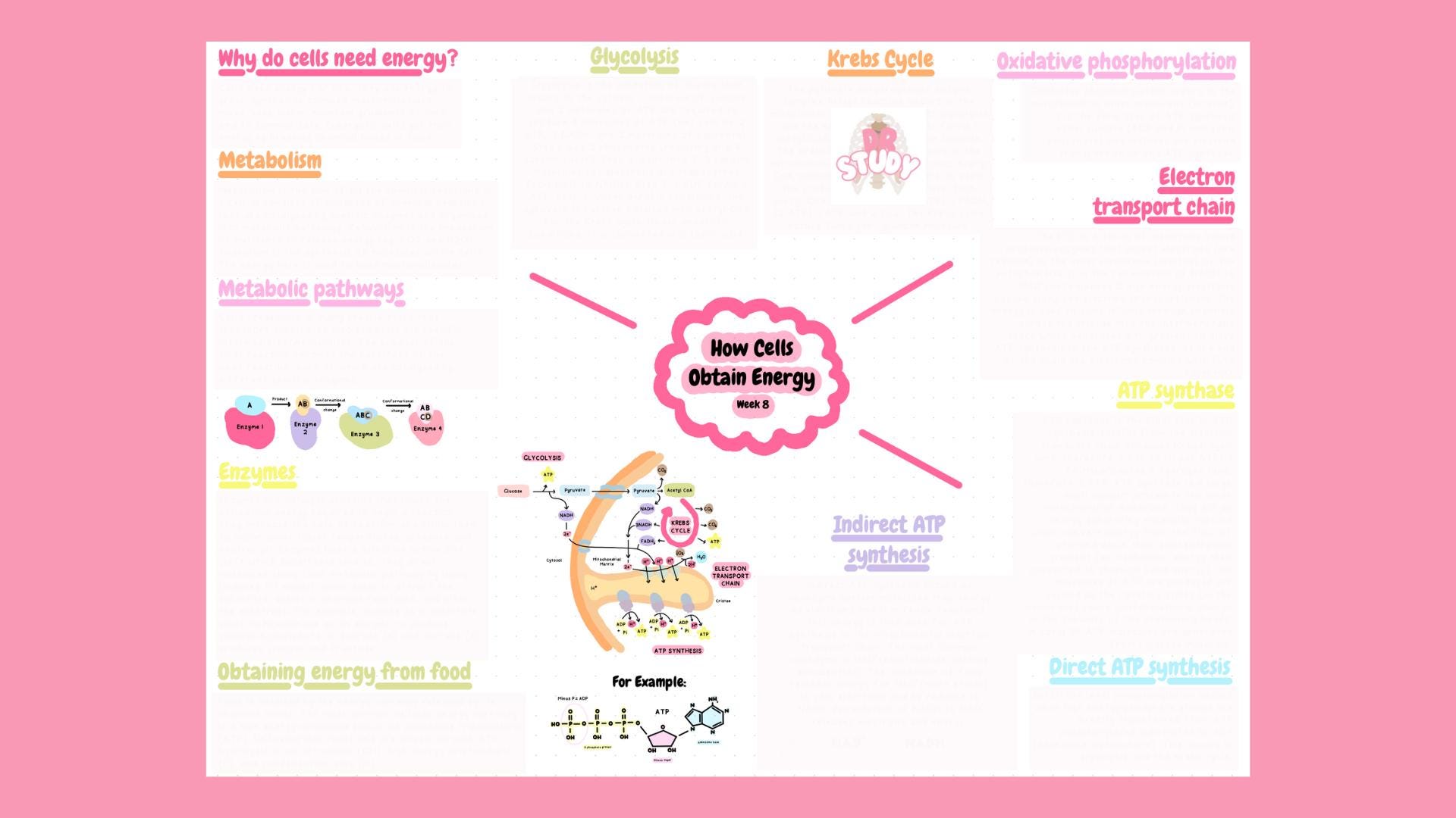 Cell Biology - STUDY SUMMARY SHEETS - Etsy