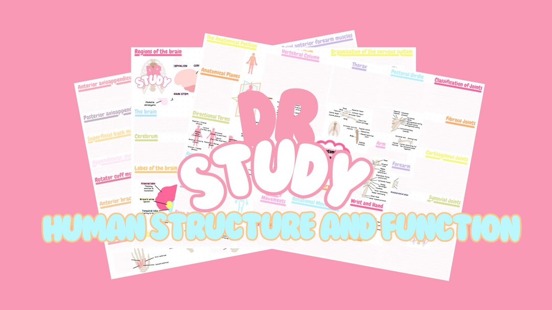 Human Structure and Function - STUDY SUMMARY SHEETS - Etsy
