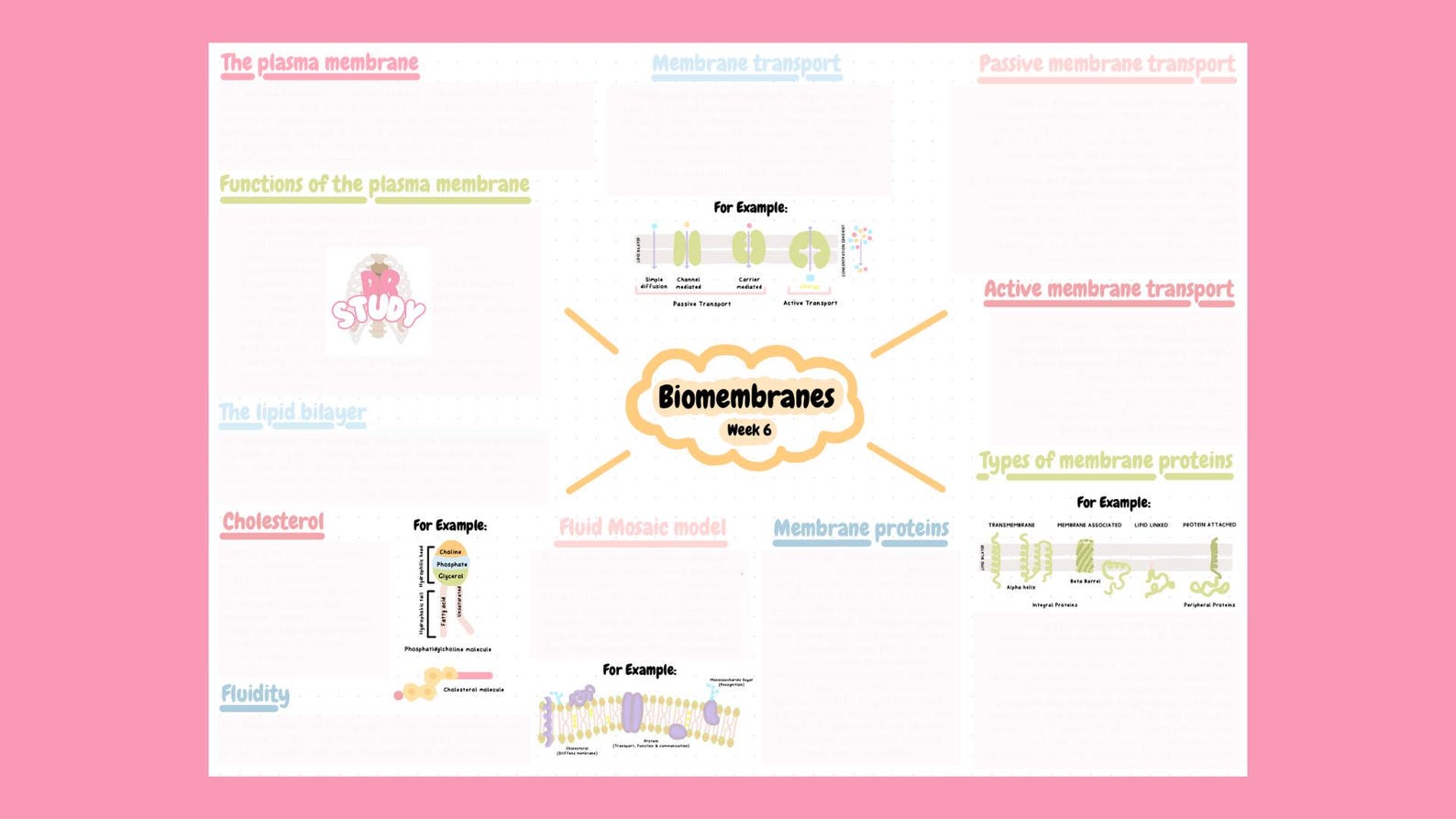 Cell Biology - STUDY SUMMARY SHEETS - Etsy