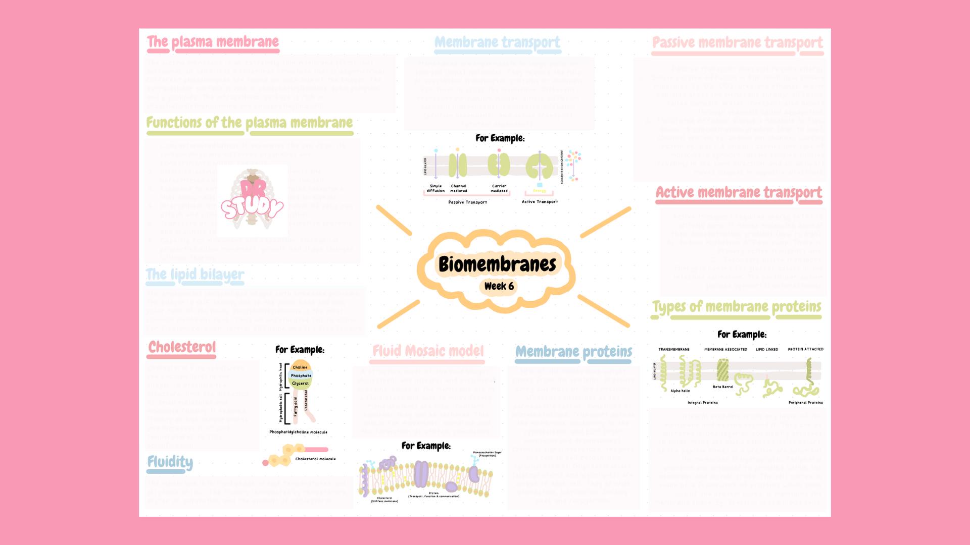 Cell Biology - STUDY SUMMARY SHEETS - Etsy