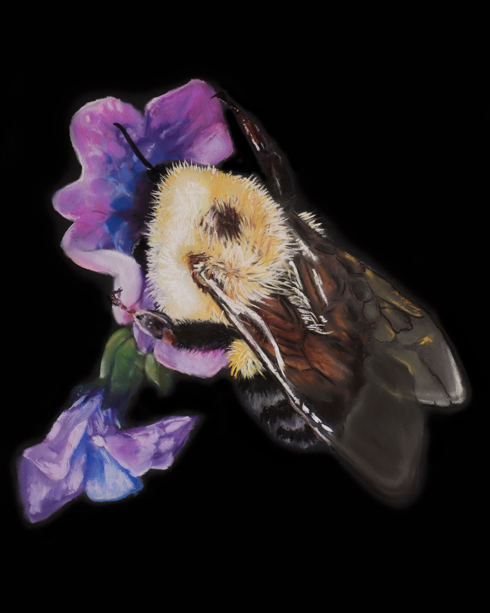 Translucent, Pastel Bee Drawing of a Bumble Bee on Purple Flowers, Art ...
