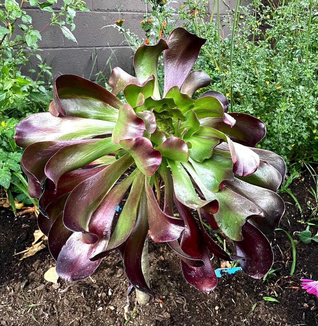 Aeonium ‘cyclops’ Cutting – Giant Red Black Rosette Succulent With ...