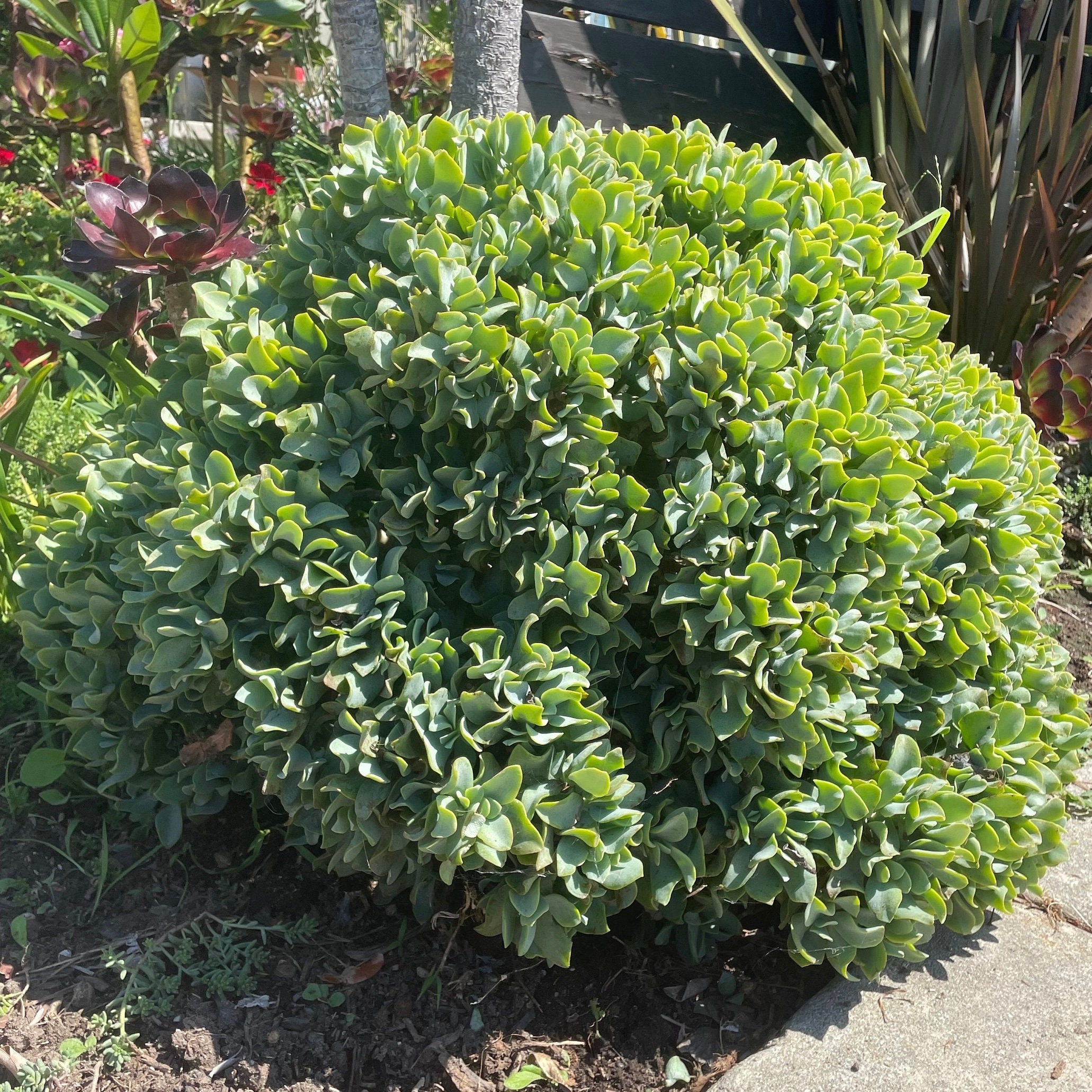 Crassula Arborescens ‘undulatifolia’ (ripple Jade) – Wavy-leaved ...