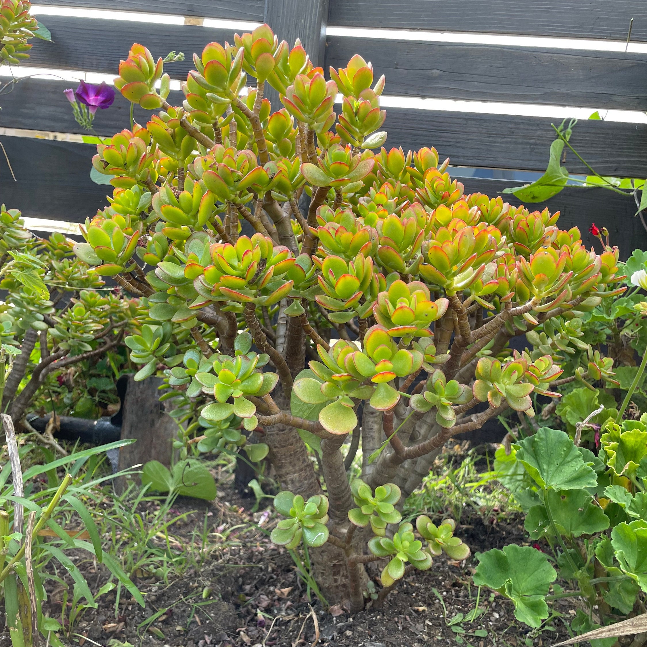 Crassula Ovata Cutting – Easy-to-root Jade Plant for Indoors or ...