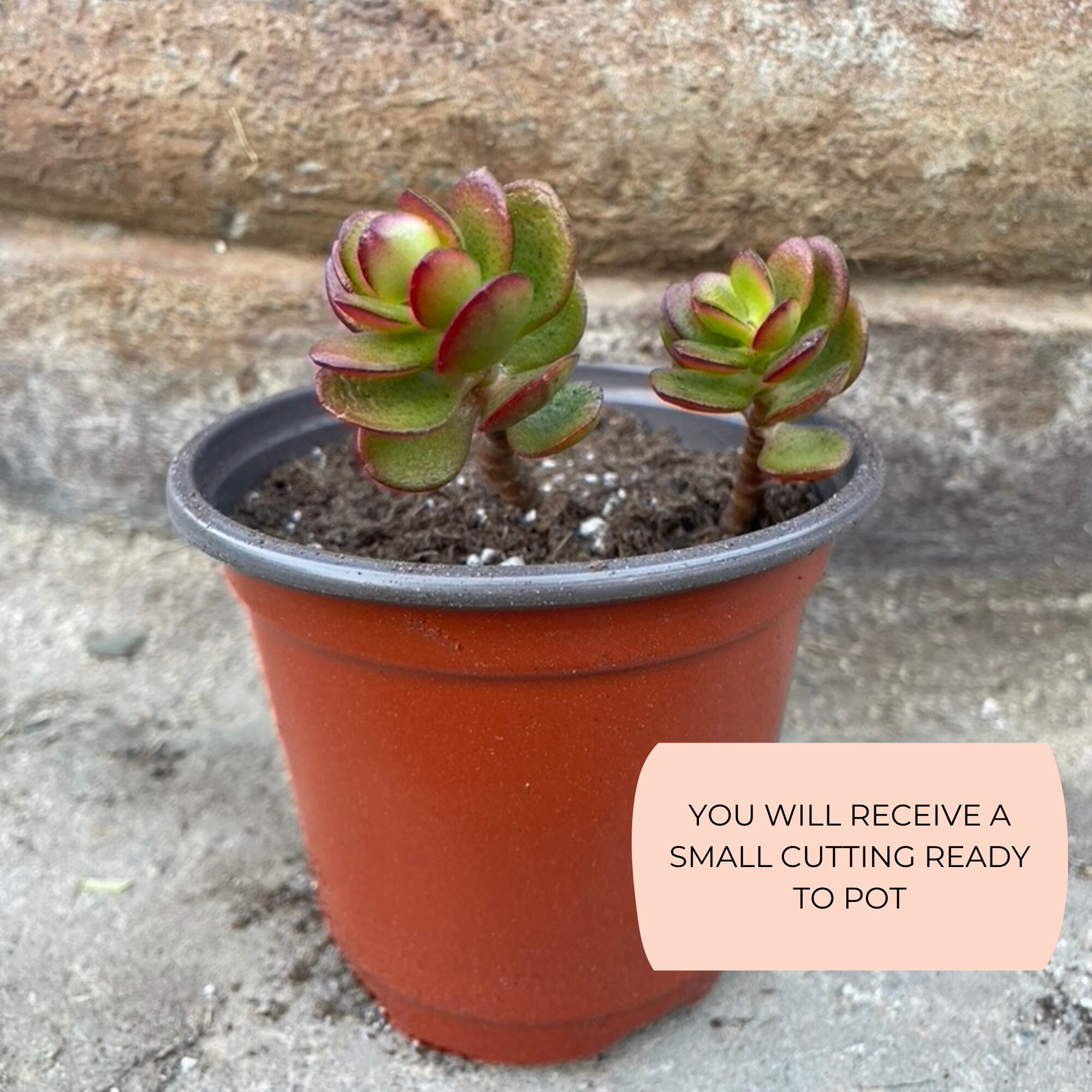 Crassula Ovata Cutting – Easy-to-root Jade Plant for Indoors or ...