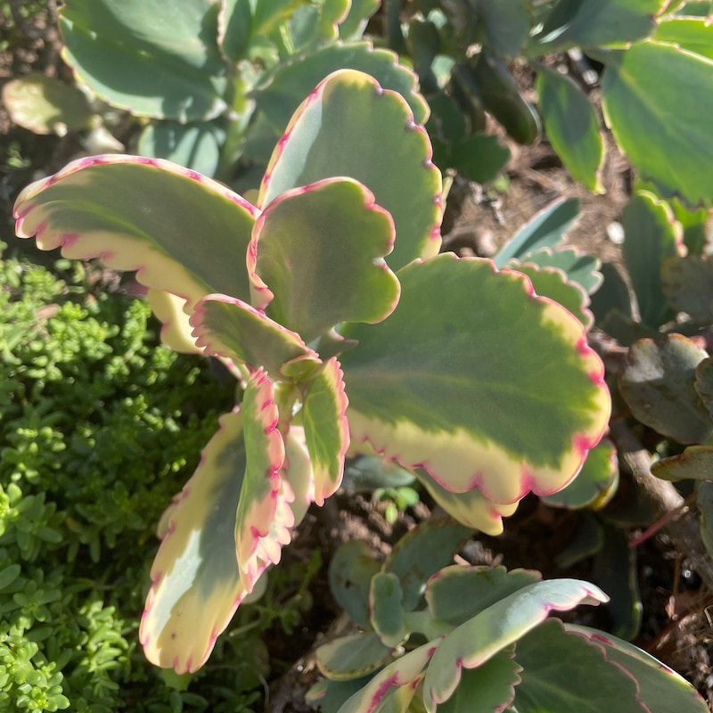 Variegated Kalanchoe - Etsy