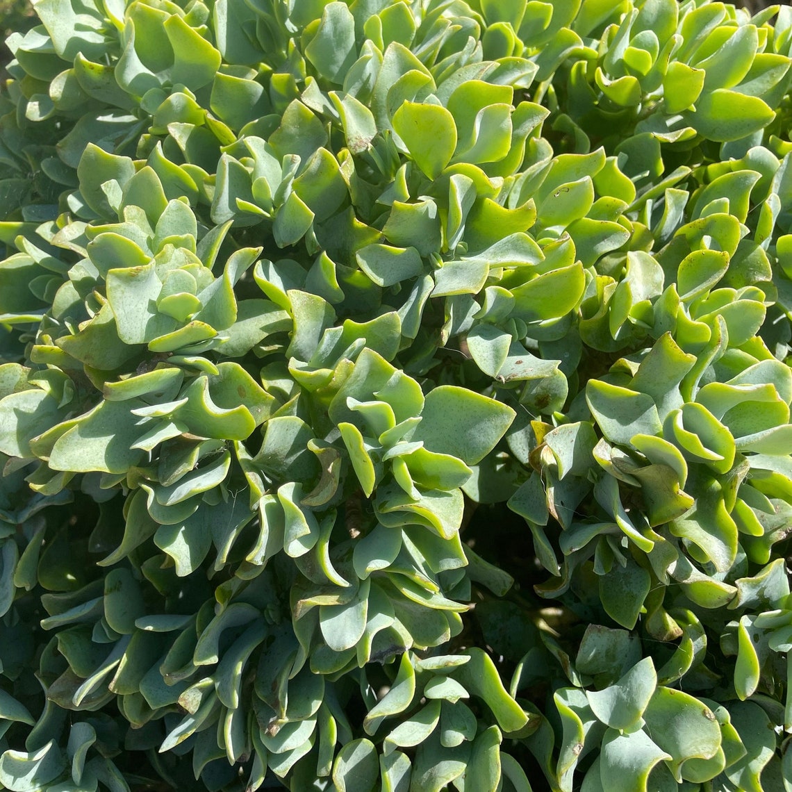 Crassula Arborescens ‘undulatifolia’ (ripple Jade) – Wavy-leaved ...