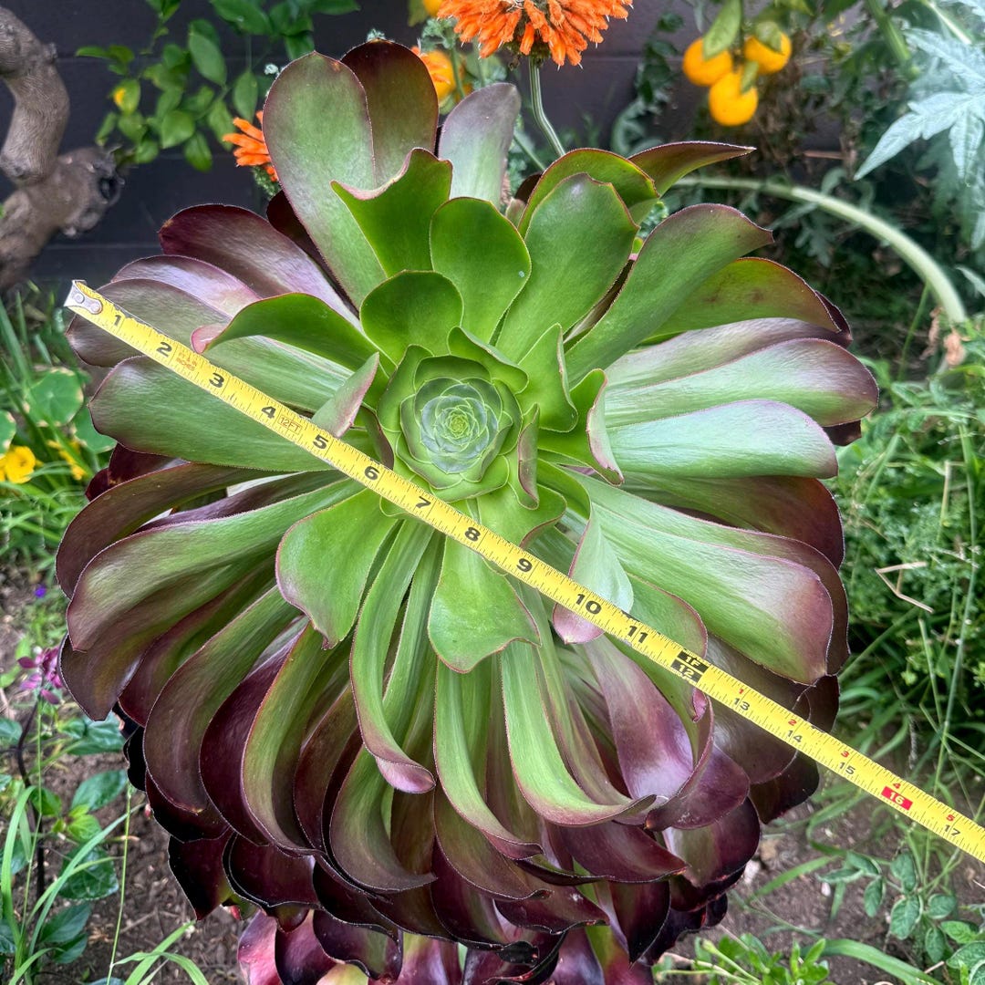 Aeonium ‘cyclops’ Cutting – Giant Red Black Rosette Succulent With ...