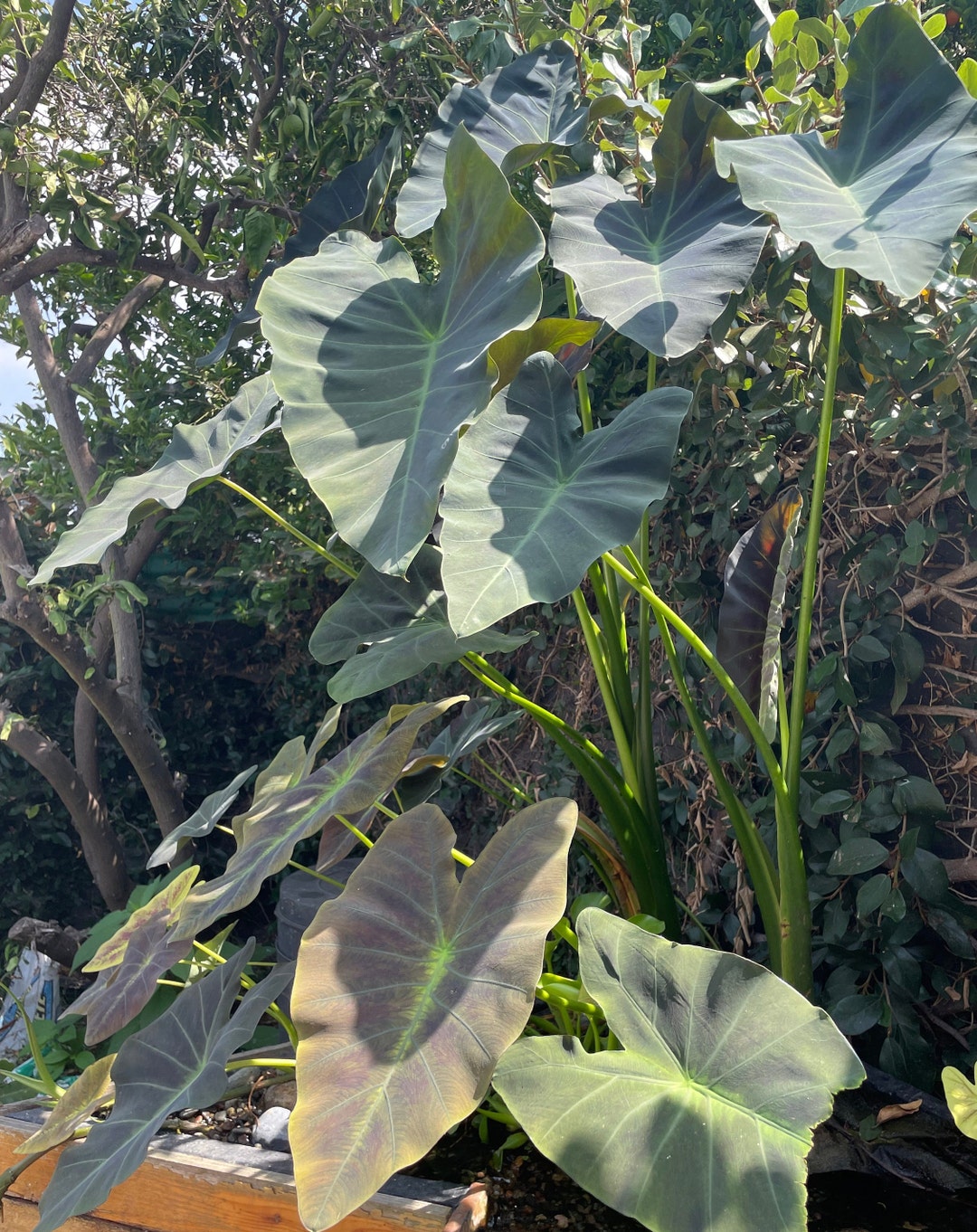 Imperial Taro – Exotic Elephant Ear Plant, Bold Foliage for Gardens and ...