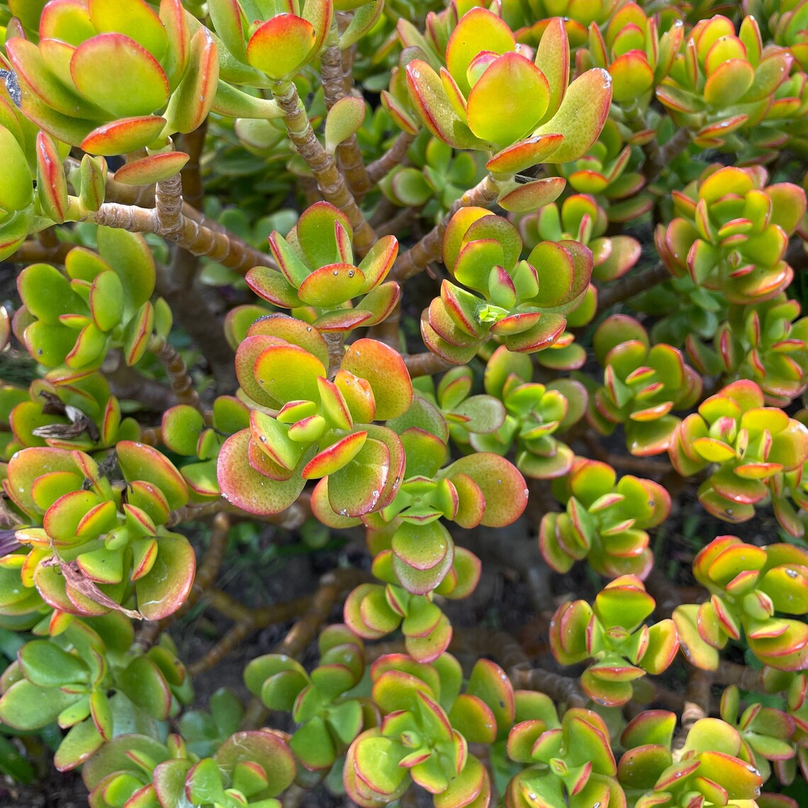 Crassula Ovata Cutting – Easy-to-root Jade Plant for Indoors or ...