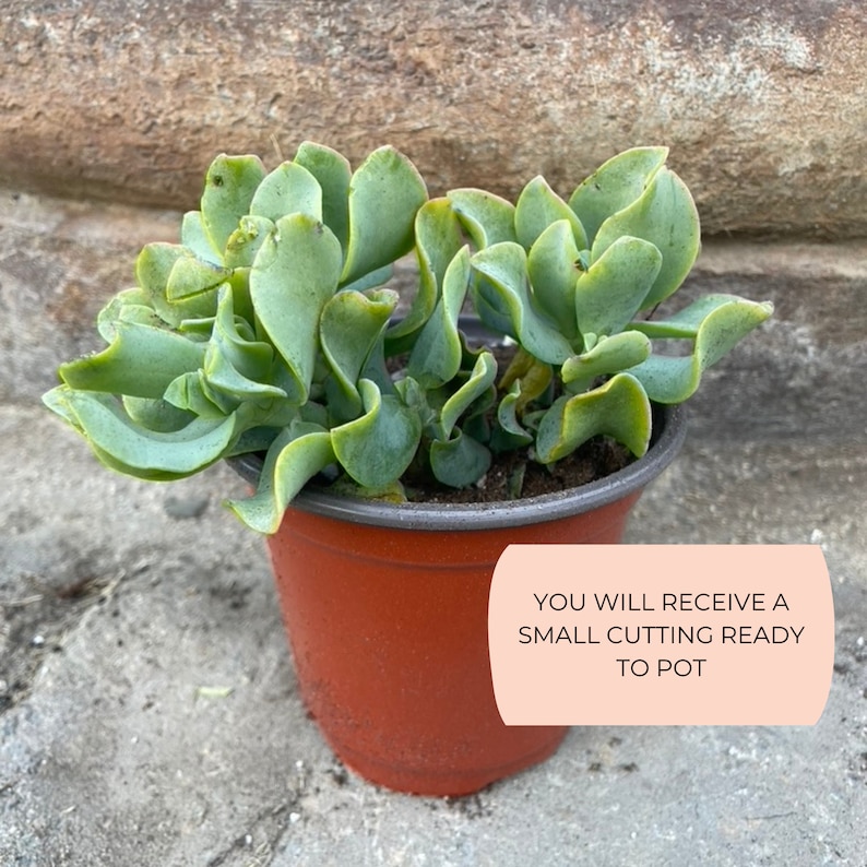 Crassula Arborescens ‘undulatifolia’ (ripple Jade) – Wavy-leaved ...