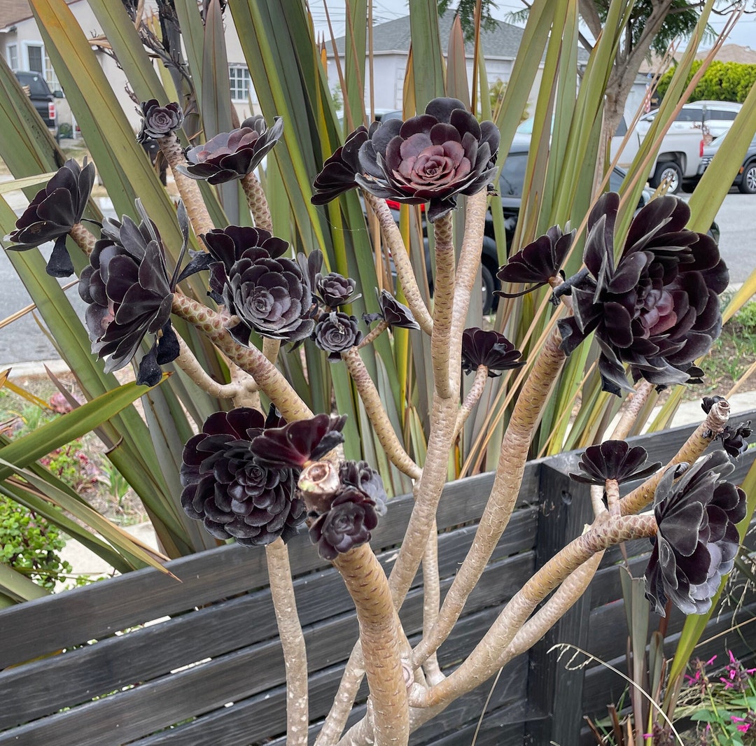 Aeonium Black Rose ‘zwartkop’ – Striking, Low-maintenance Succulent ...