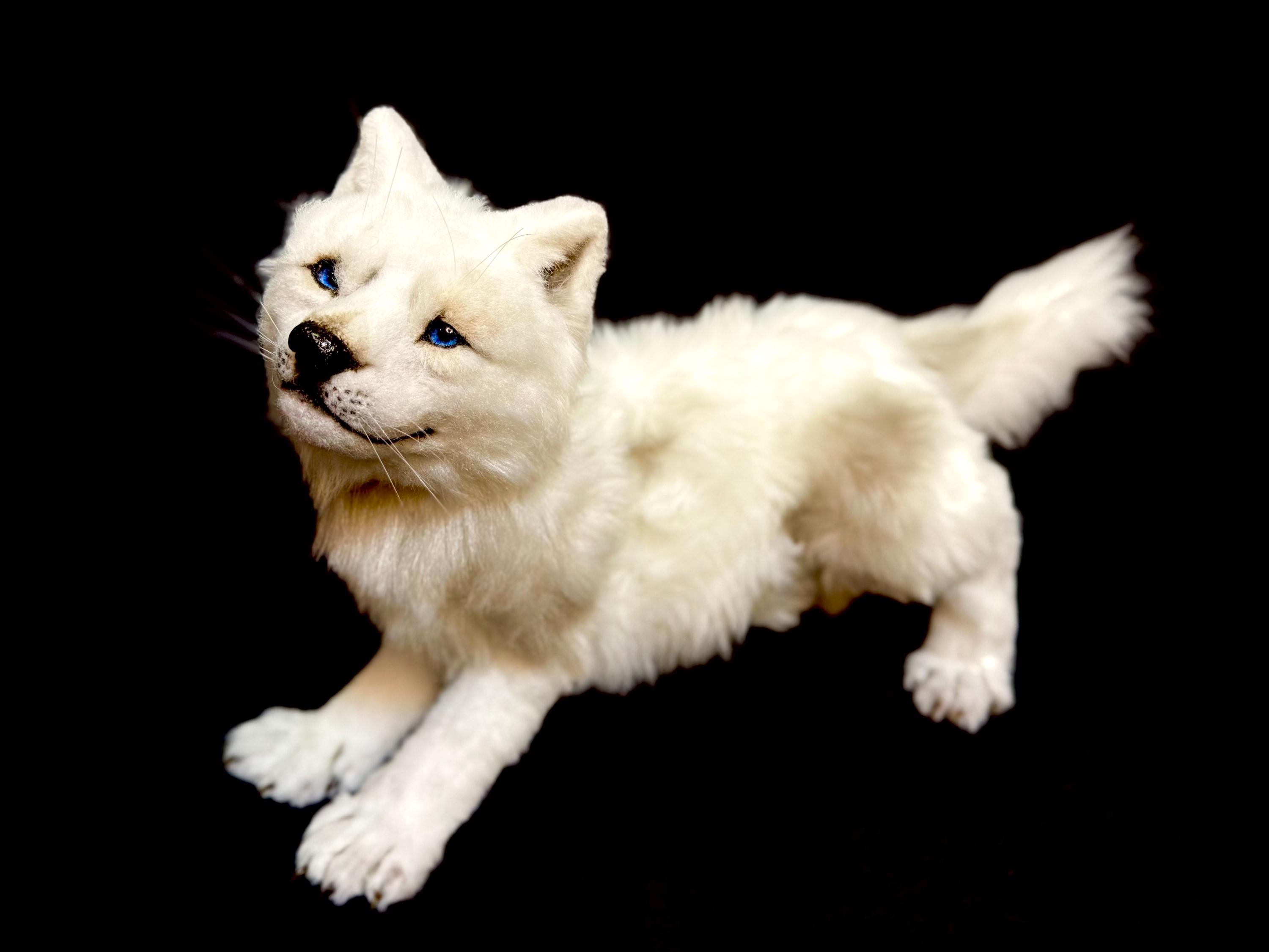 IN STOCK Arctic Wolf Cub Baby Poseable Art Doll Realistic Toy Life-size ...