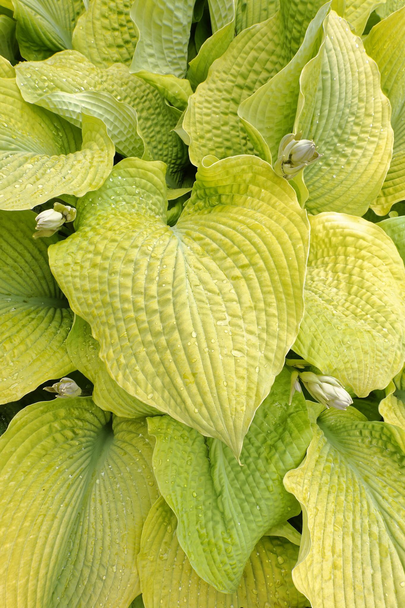 Golden Hosta - Etsy