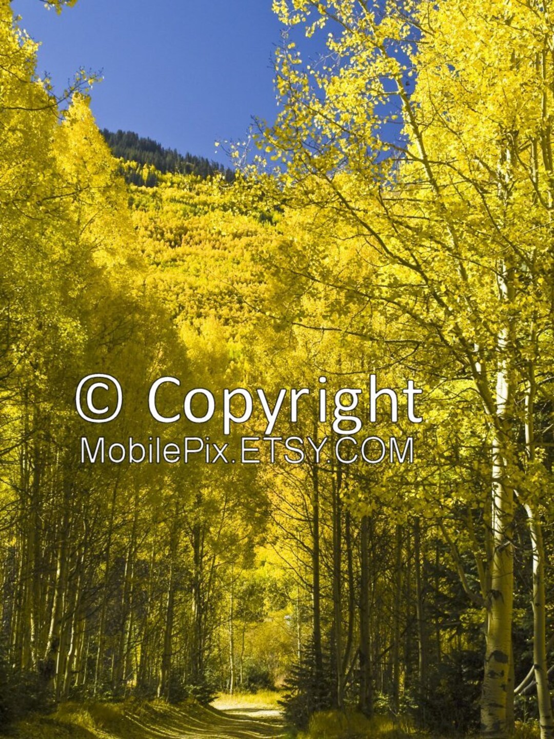 Aspen Grove in Fall - Lock Screen for Tablets and Mobile Phones - Etsy