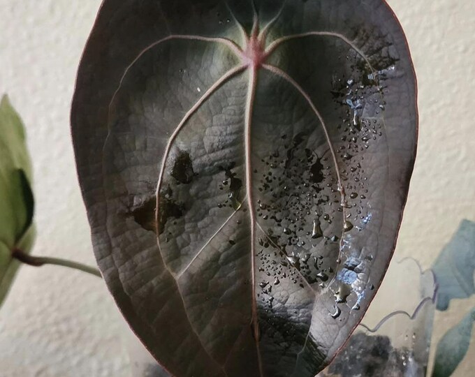 Anthurium Red Spider Mature (flowering) - Etsy