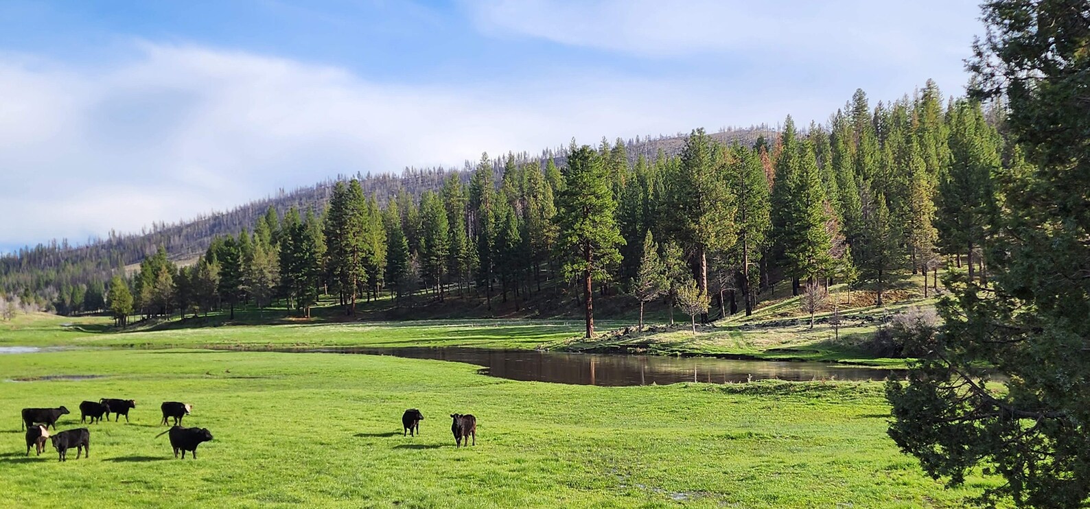 Western, Angus Cows, Landscape Scenery, Pine Trees, Forest - Etsy