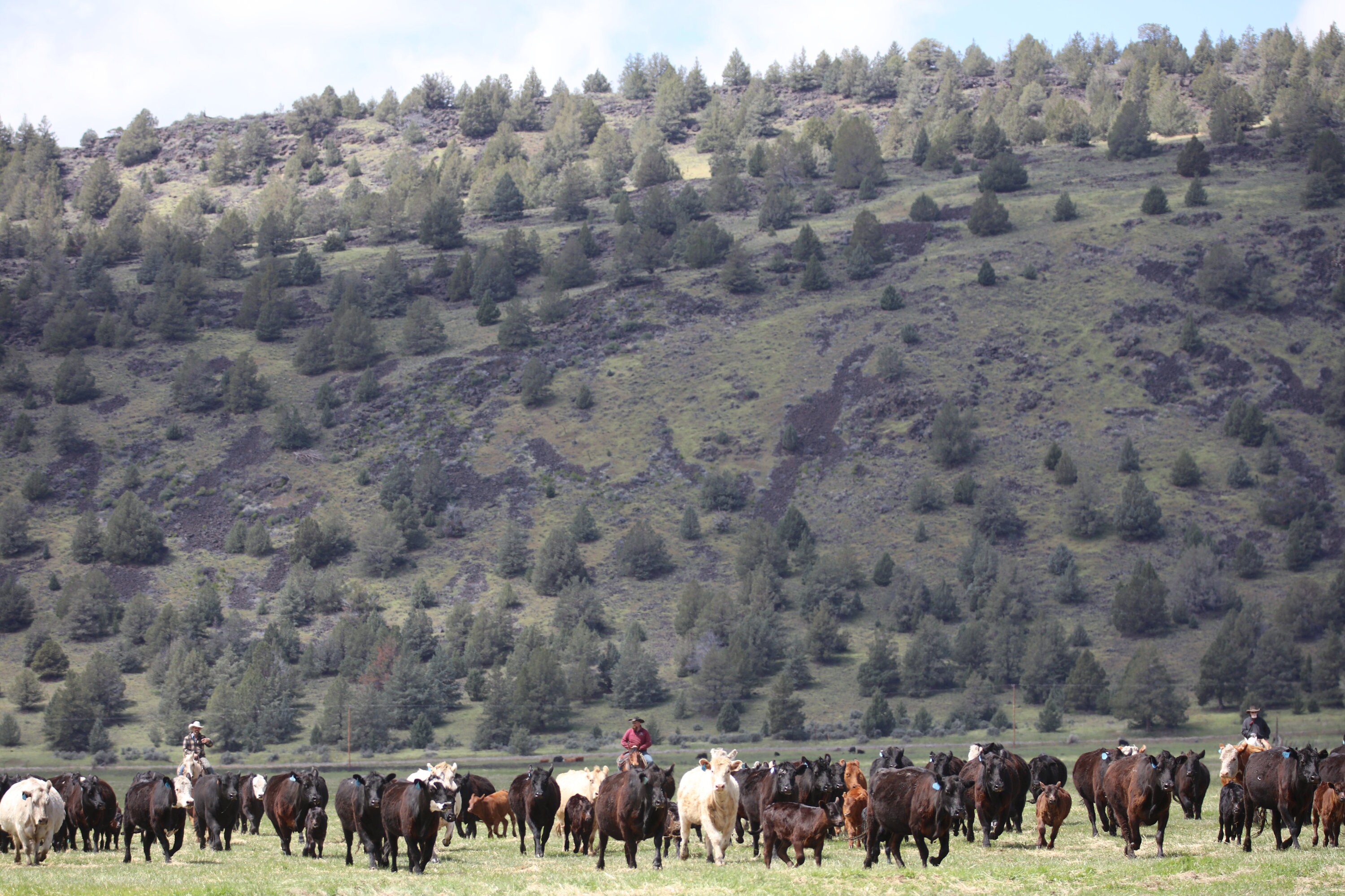 Cows, Ranching, Open Range, Branding, Cowboys, Mountain, California ...