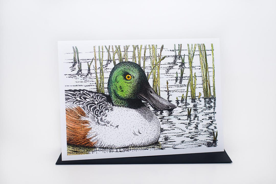 Mallard Duck Greeting Card: Wildlife Art, All Occasion W/qr Code to ...