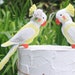 Cockatiel Cake Topper - Handcarved, Wooden Bride and Groom Parrot ...