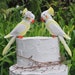 Cockatiel Cake Topper - Handcarved, Wooden Bride and Groom Parrot ...