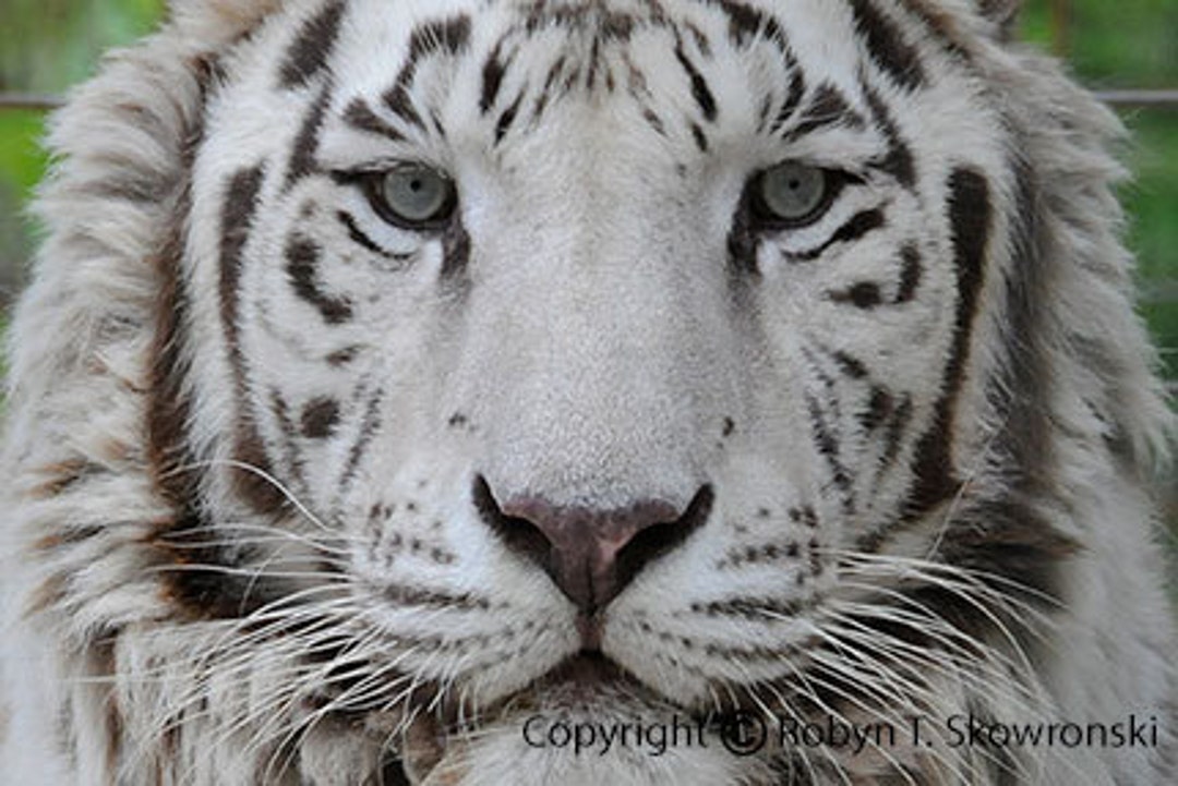 Dusty - the White Tiger - 4x6 Fine Art Photograph - Etsy
