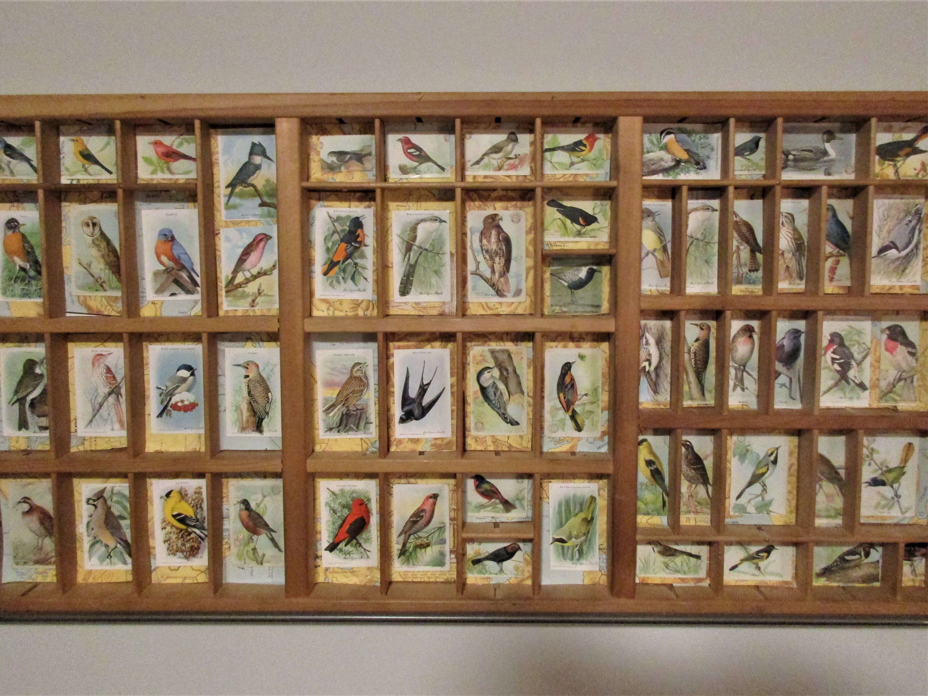 Useful Birds of America in Slotted Printer Drawer Assemblage - Etsy