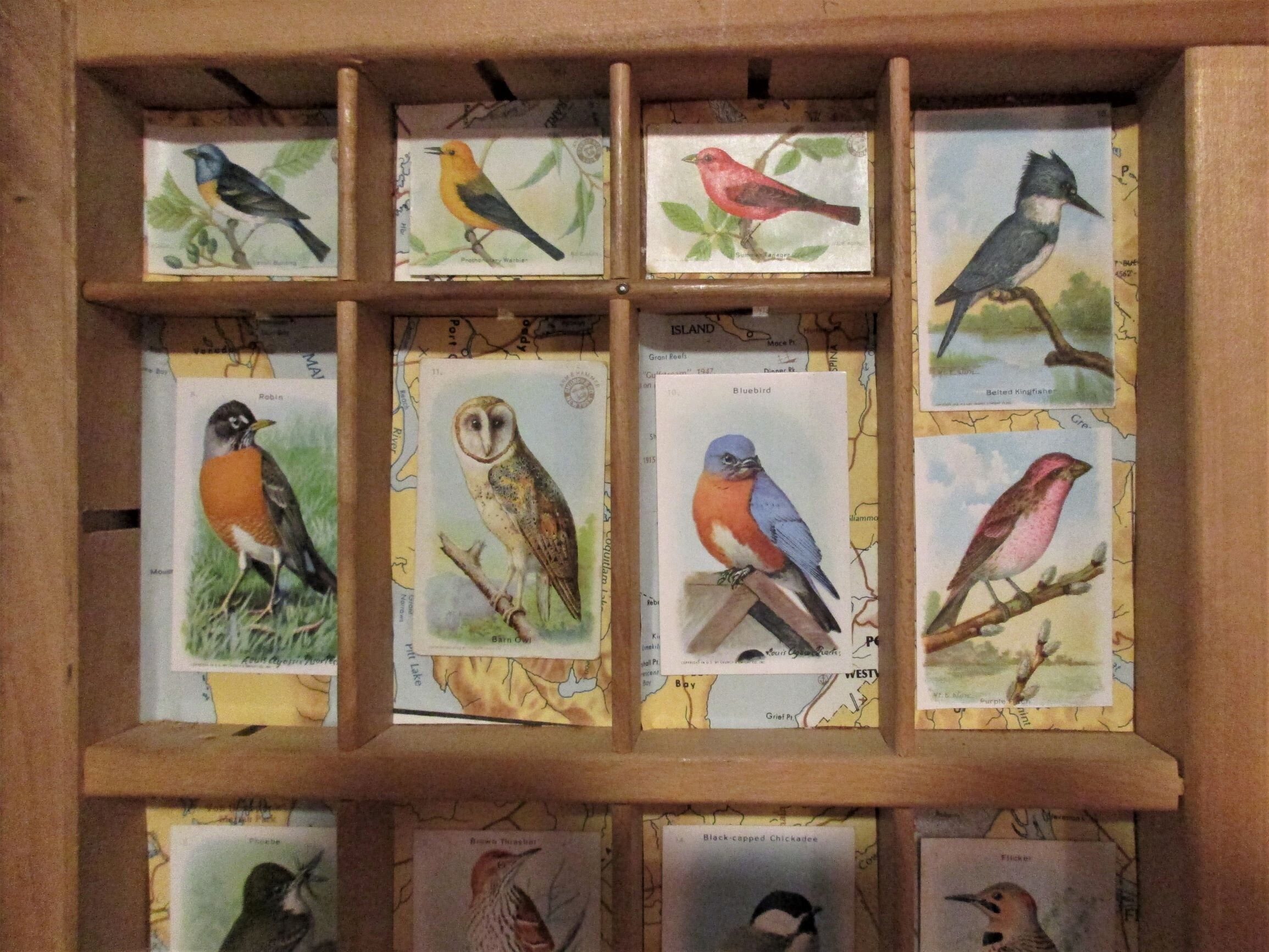 Useful Birds of America in Slotted Printer Drawer Assemblage - Etsy