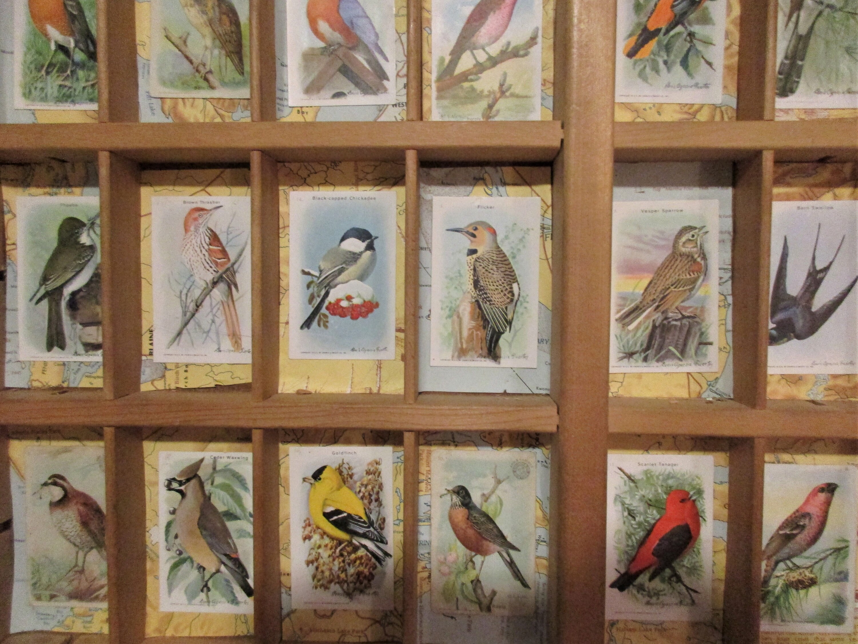 Useful Birds of America in Slotted Printer Drawer Assemblage - Etsy