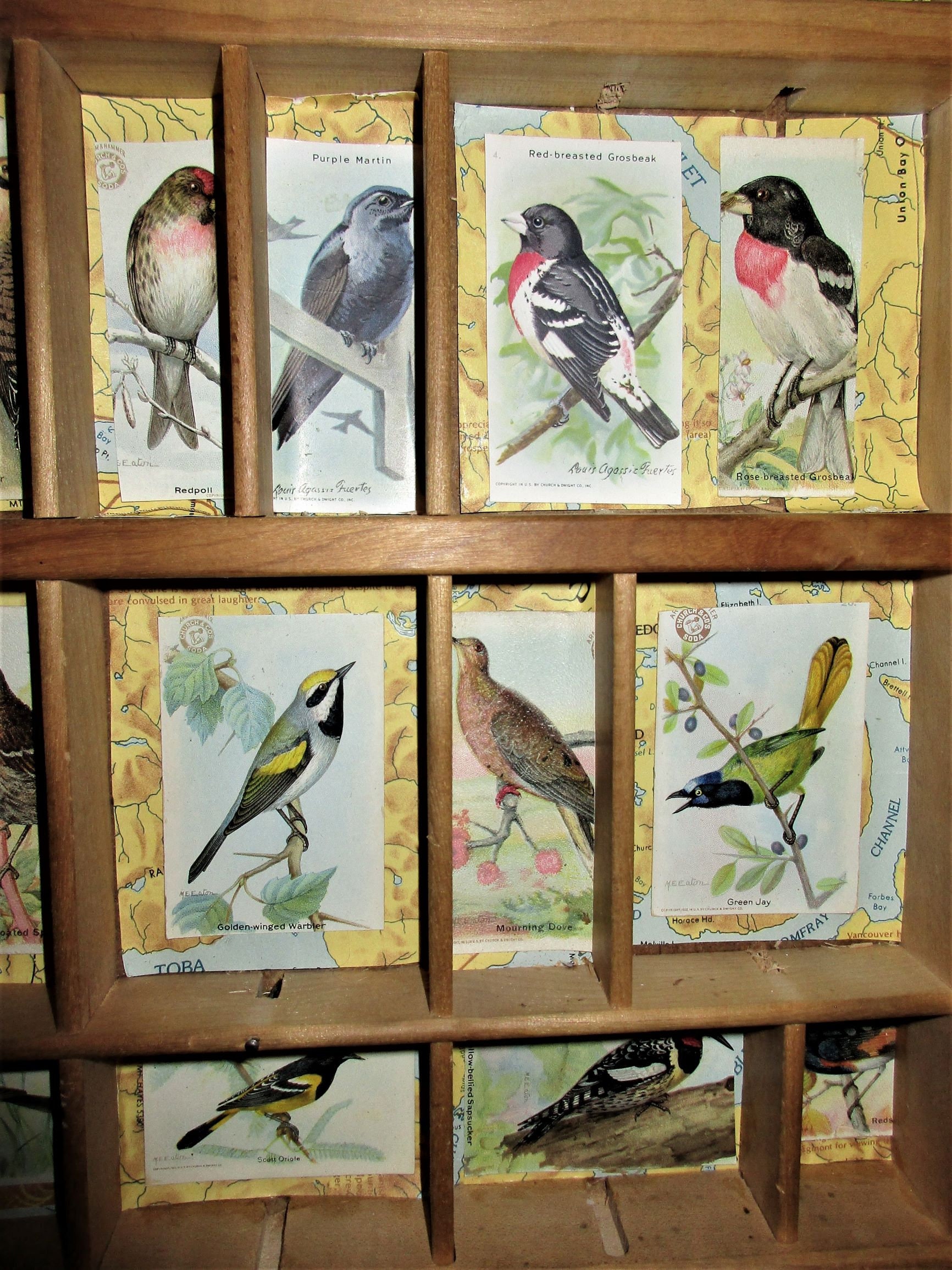 Useful Birds of America in Slotted Printer Drawer Assemblage - Etsy