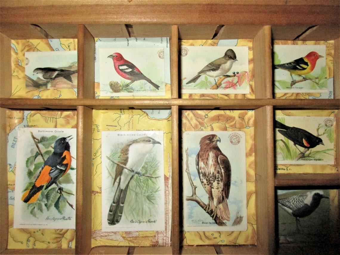 Useful Birds of America in Slotted Printer Drawer Assemblage - Etsy