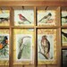 Useful Birds of America in Slotted Printer Drawer Assemblage - Etsy