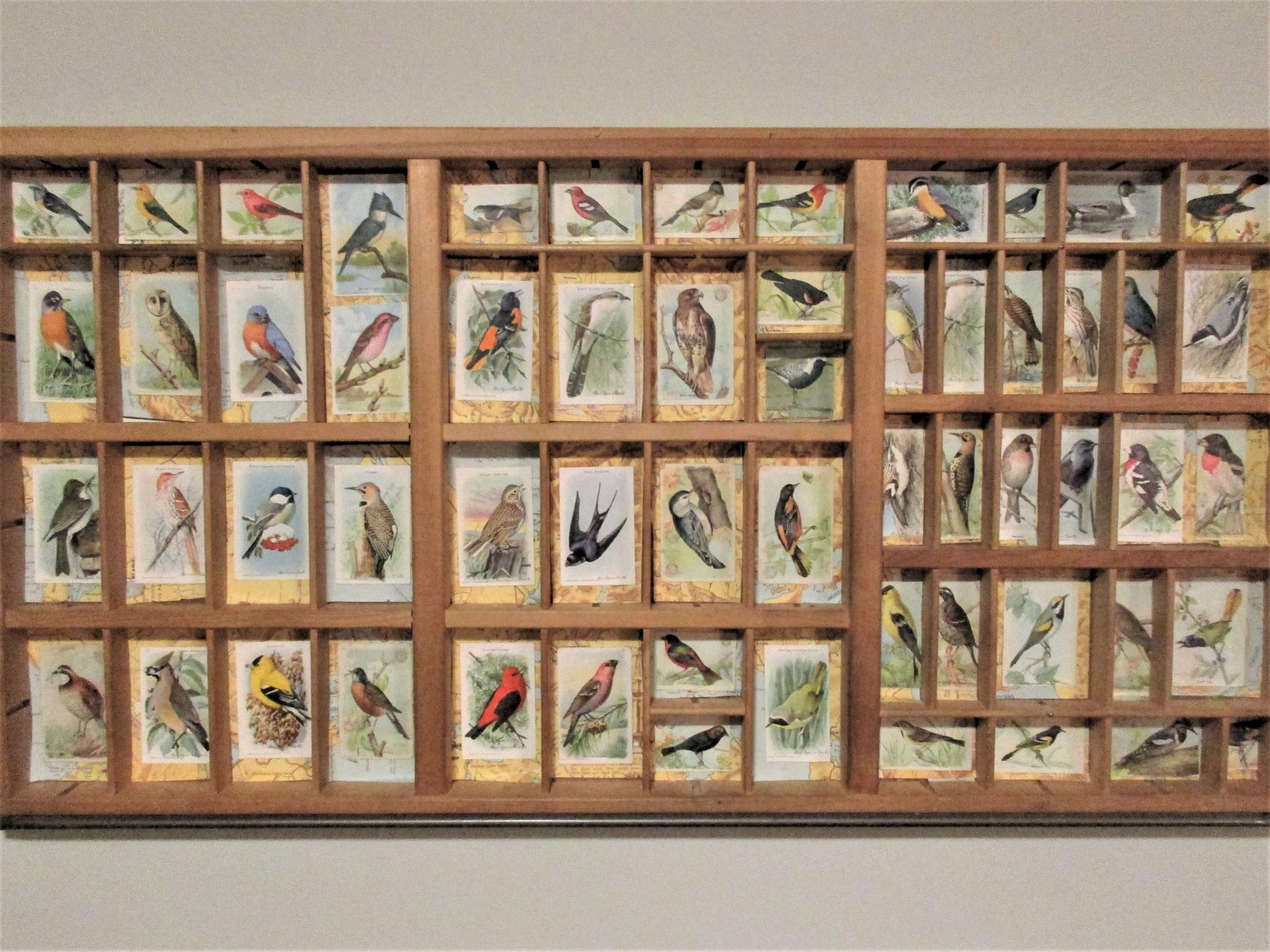 Useful Birds of America in Slotted Printer Drawer Assemblage - Etsy