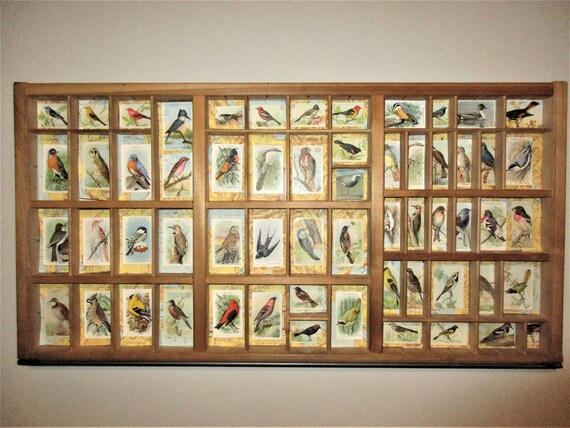 Useful Birds of America in Slotted Printer Drawer Assemblage - Etsy