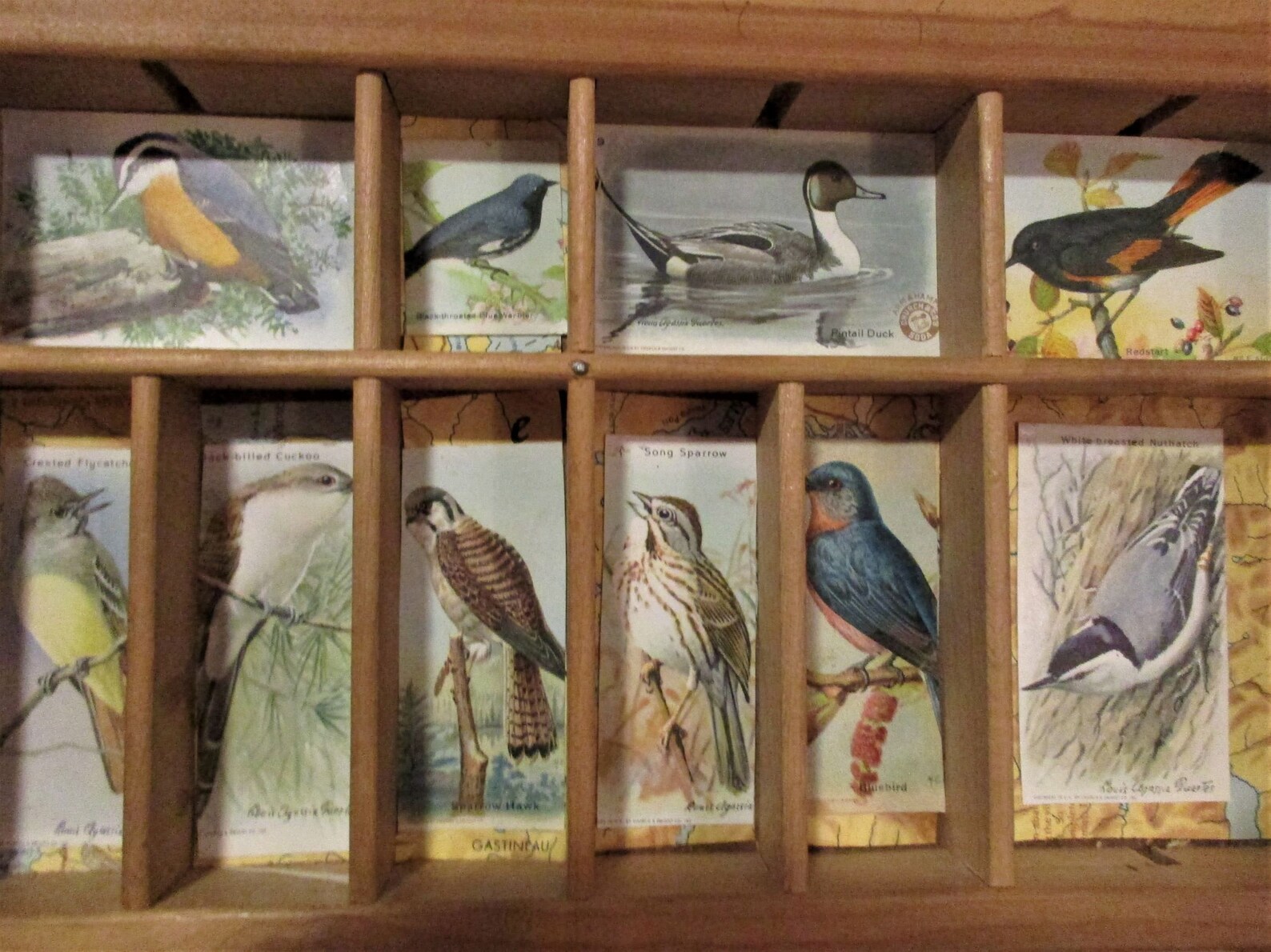 Useful Birds of America in Slotted Printer Drawer Assemblage - Etsy