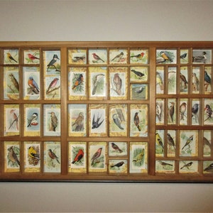 Useful Birds of America in Slotted Printer Drawer Assemblage - Etsy