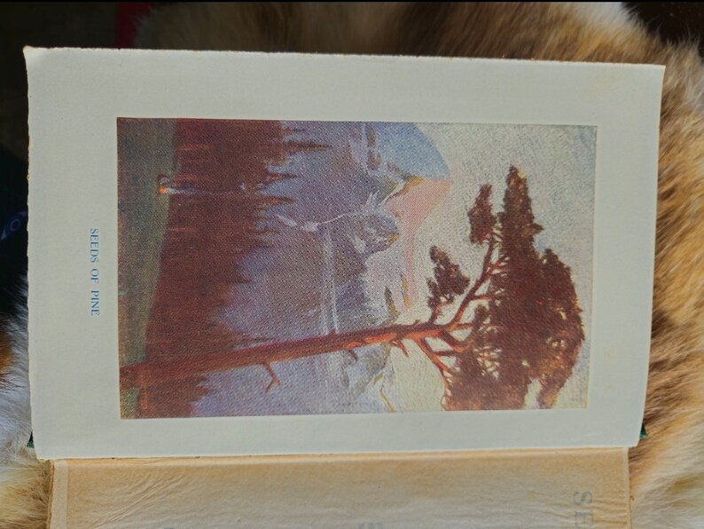 Seeds of Pine - Janey Canuck (emily Murphy) 1914 Vintage Antique Book ...